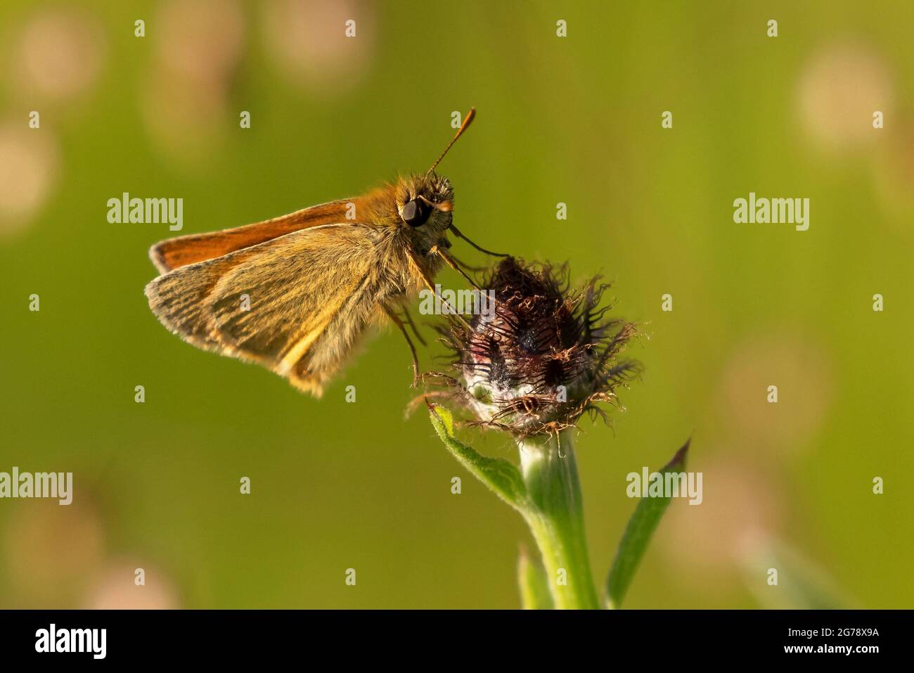 Quarry animal hi-res stock photography and images - Alamy