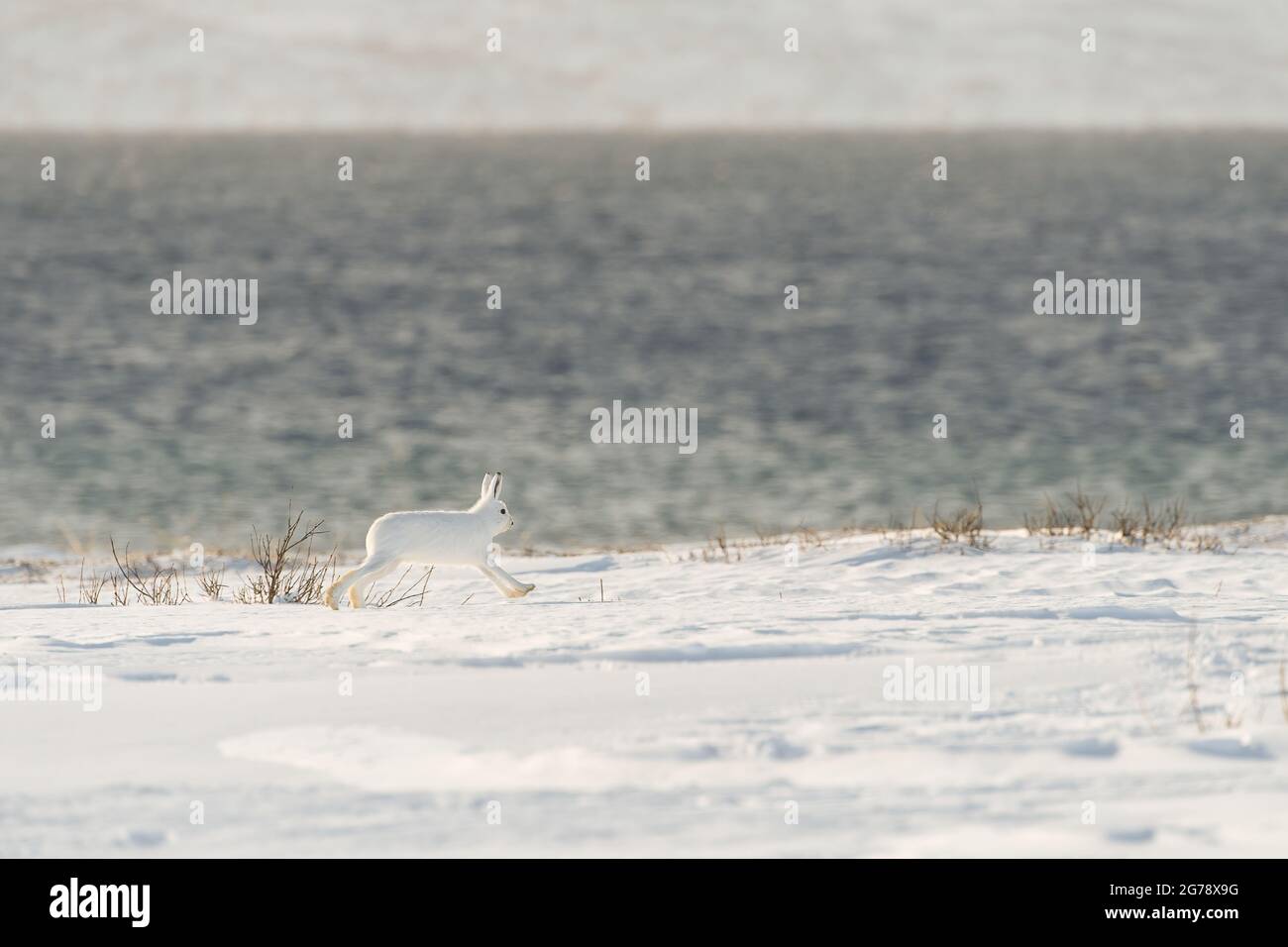Mountain hare (Lepus timidus) with white fur in snowy landscape, Vardø ...