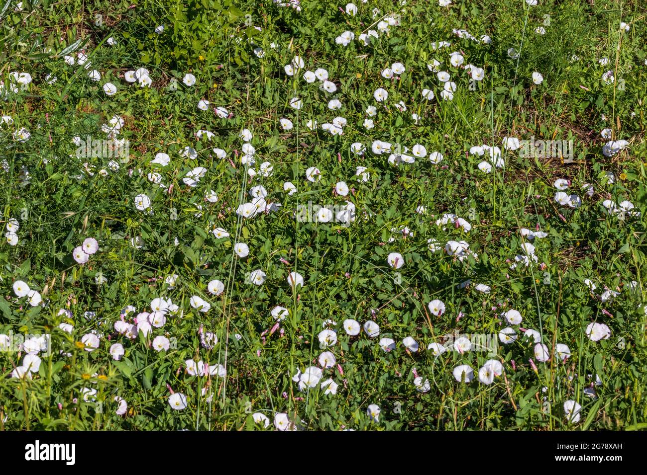 Common bindweed hi-res stock photography and images - Alamy