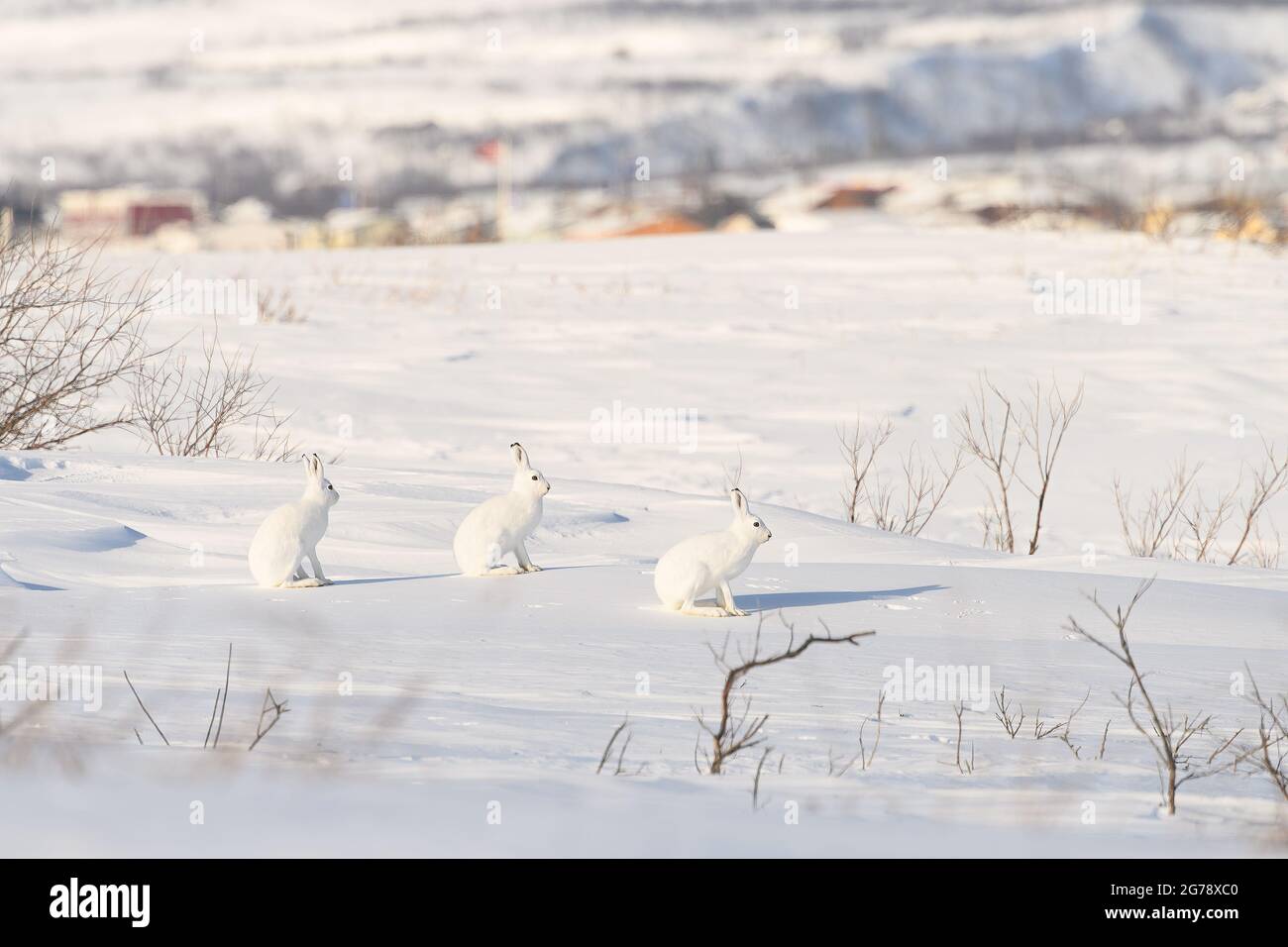 Mountain hare (Lepus timidus) with white fur in snowy landscape, Vardø ...