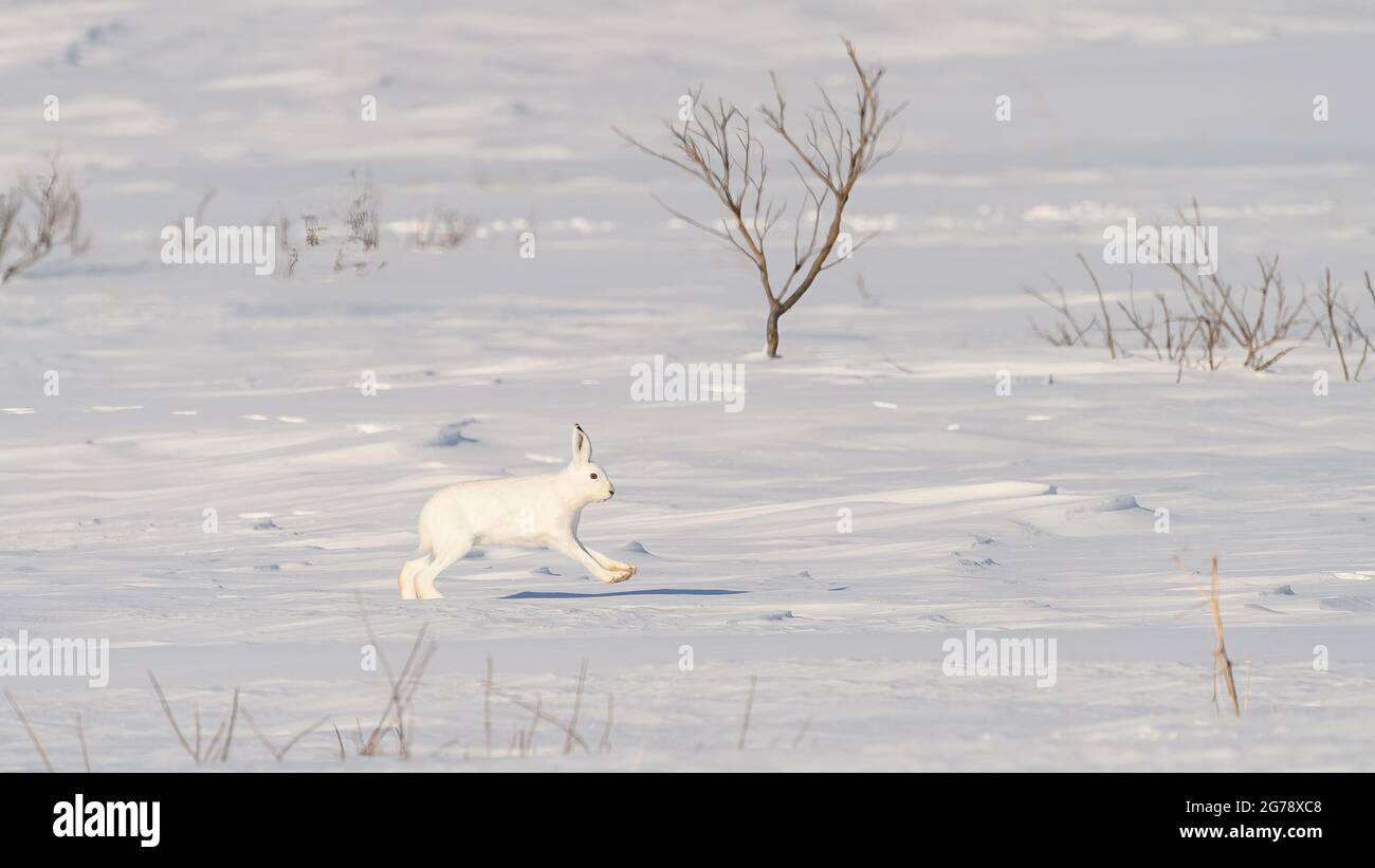 Mountain hare (Lepus timidus) with white fur in snowy landscape, Vardø ...