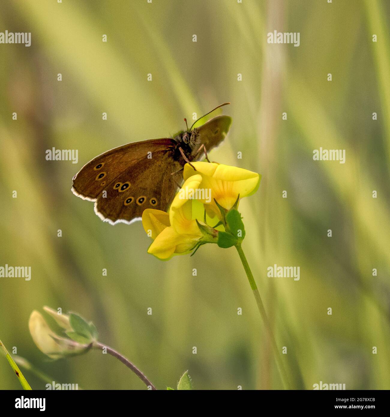 Quarry animal hi-res stock photography and images - Alamy