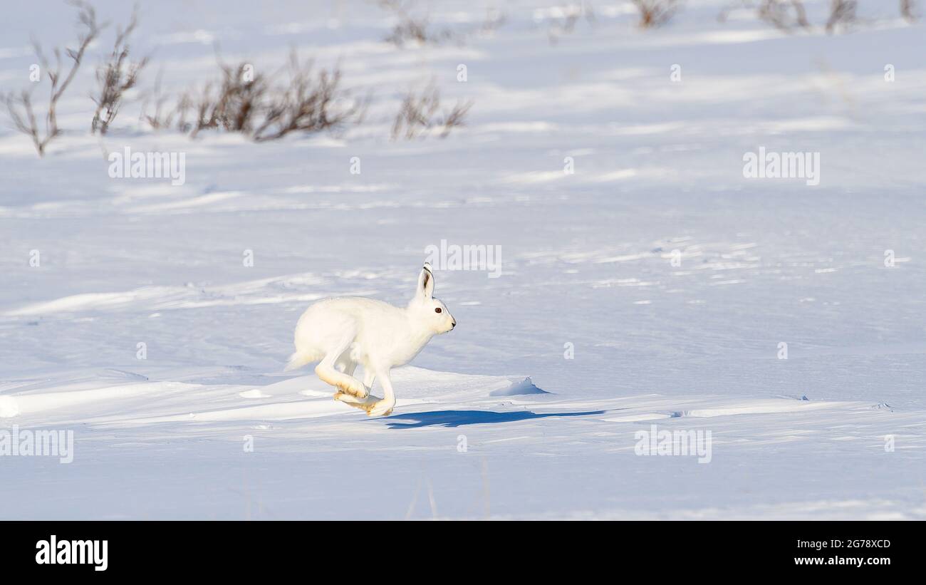 Mountain hare (Lepus timidus) with white fur in snowy landscape, Vardø ...