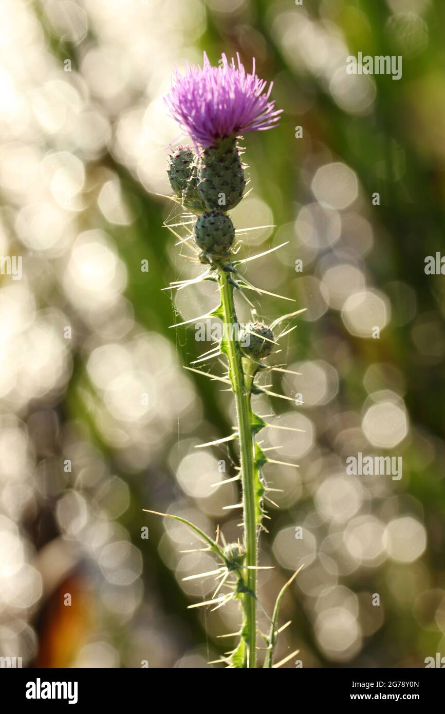 purple color thistle close-up nature background Stock Photo - Alamy
