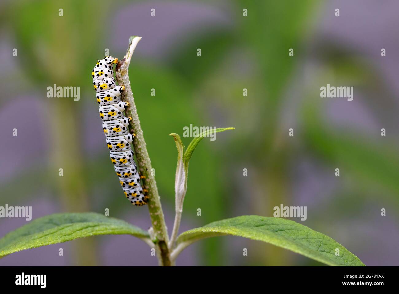 Mullein moth - beautiful mullein caterpillar enjoying the garden ...
