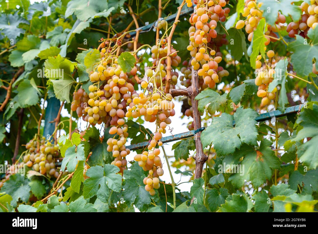 Muscat grape hi-res stock photography and images - Alamy
