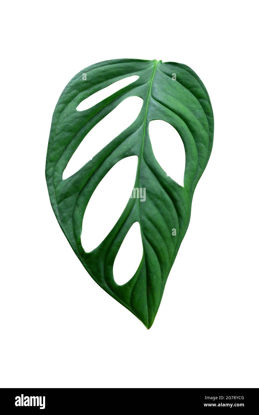 Monstera adansonii Cut Out Stock Images & Pictures - Alamy
