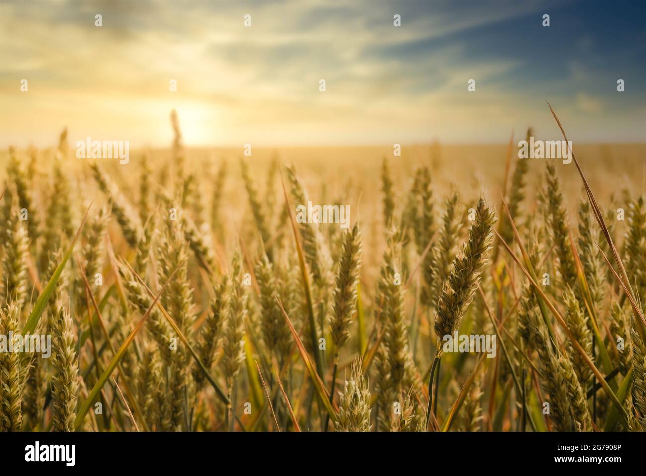 Crop up close hi-res stock photography and images - Alamy