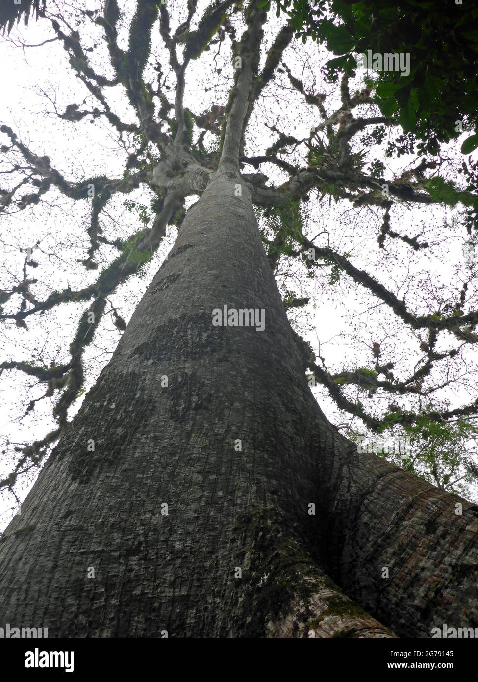 Caracol belize hi-res stock photography and images - Alamy