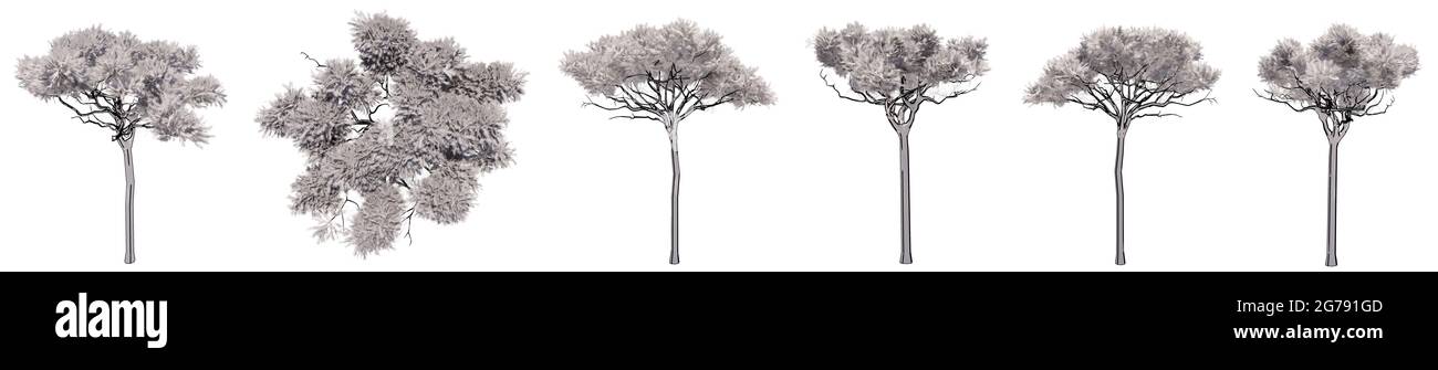 Set or collection of drawings of Stone Pine trees isolated on white ...