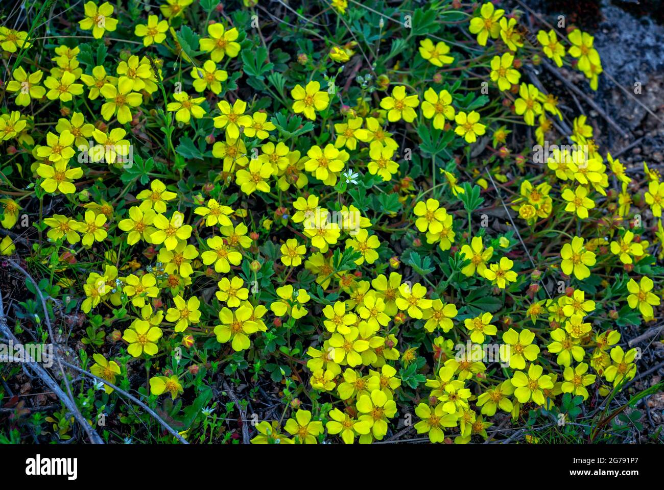 Beautiful Small Yellow Flowers High Resolution Stock Photography and ...