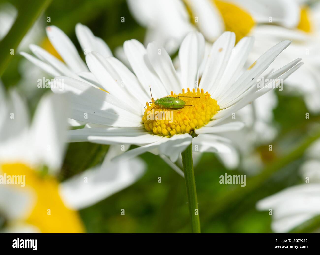A common green capsid bug nymph on an Oxeye daisy, Chipping, Preston ...