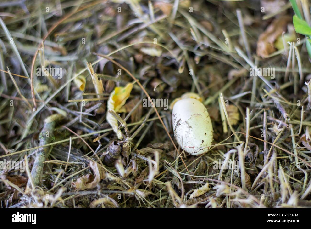 Yellow-bellied snake egg. Brood of offspring of a snake in nature Stock ...