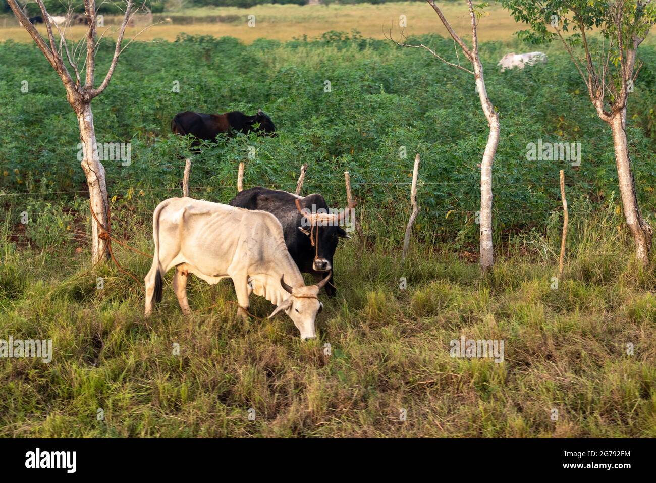 Cuban cattle hi-res stock photography and images - Alamy