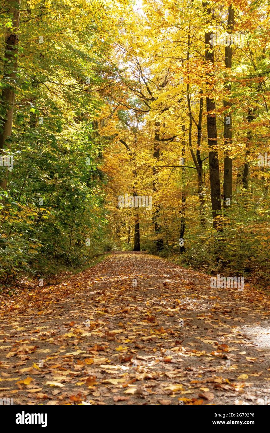 Europe, Germany, Baden-Wuerttemberg, Stuttgart, deciduous forest path ...