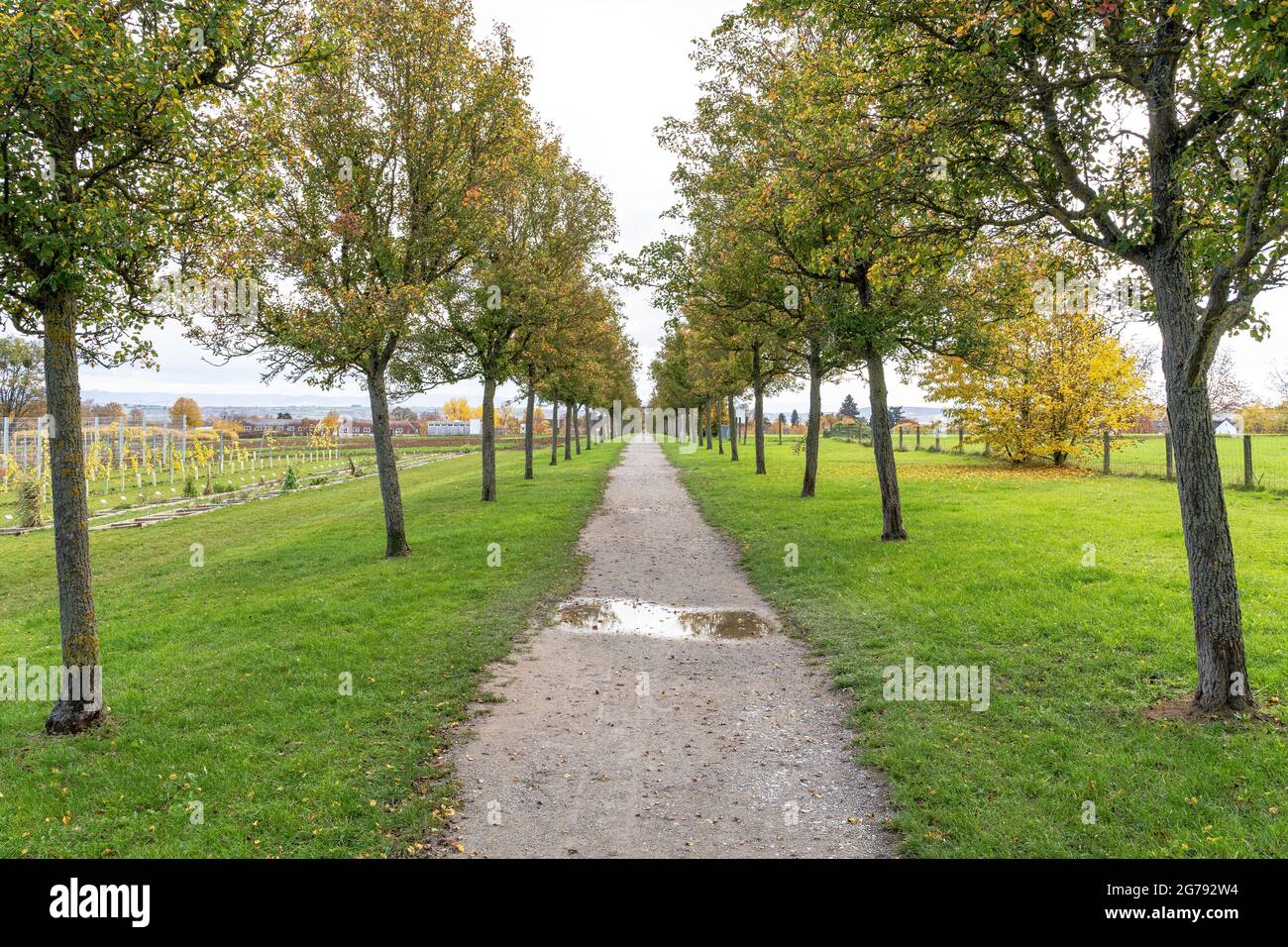 Avenue of trees through the agricultural landscape behind hohenheim ...