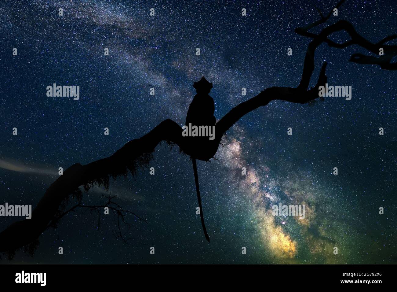 Beautiful night landscape with monkey on branch and the Milky Way ...