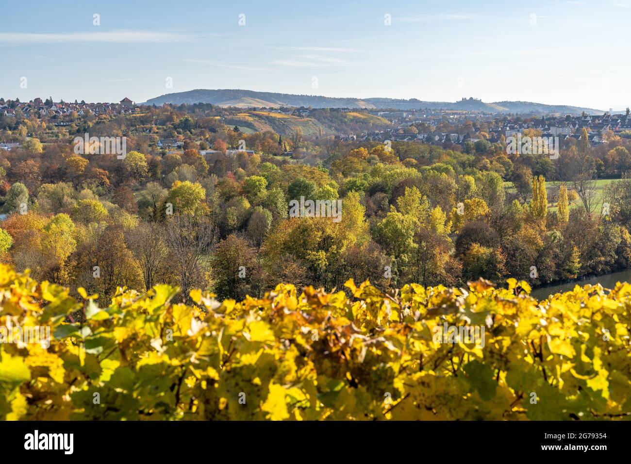 Fallen tree vines hi-res stock photography and images - Alamy