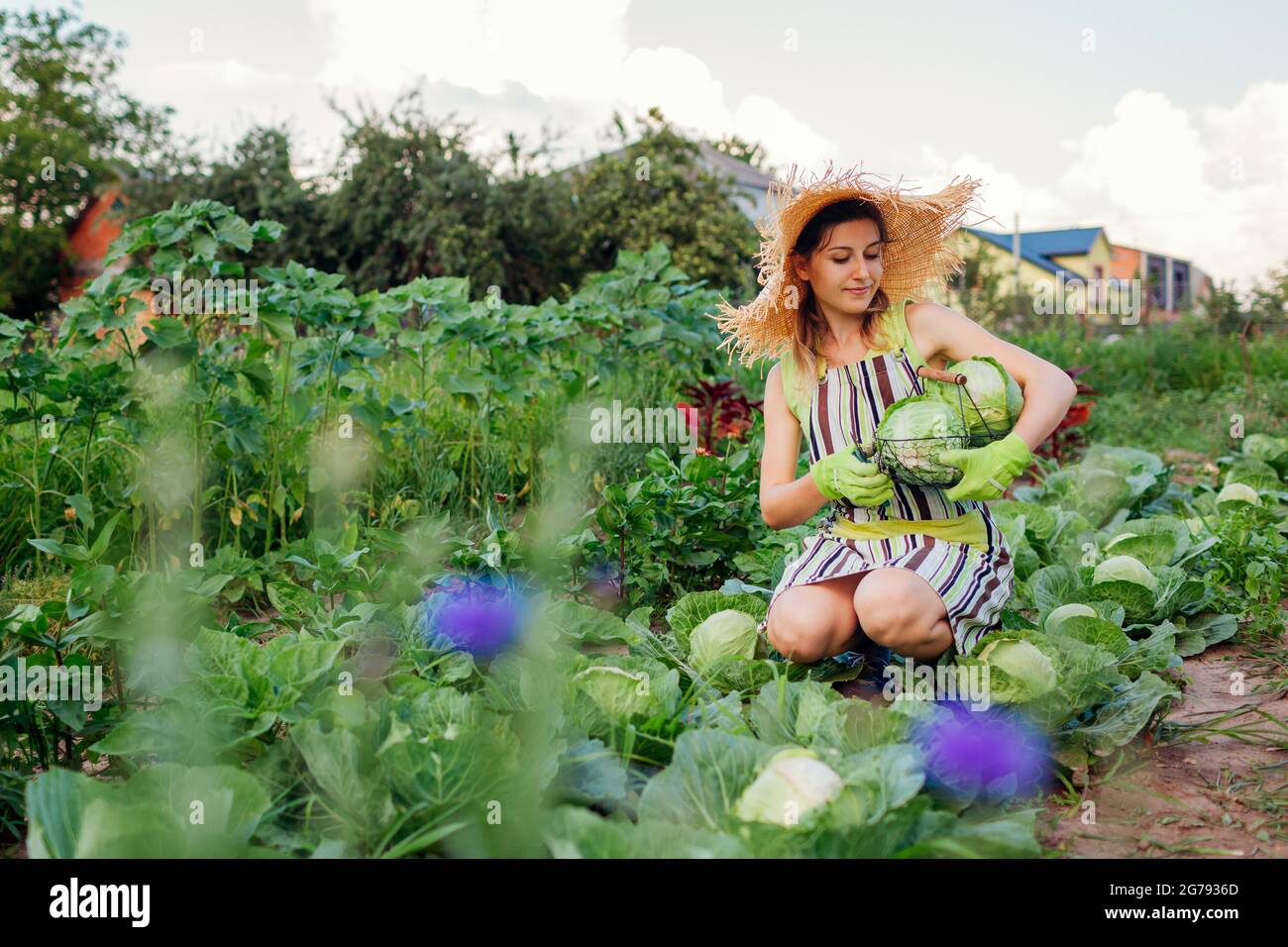 Young woman gardener picking cabbage in summer garden putting vegetable ...