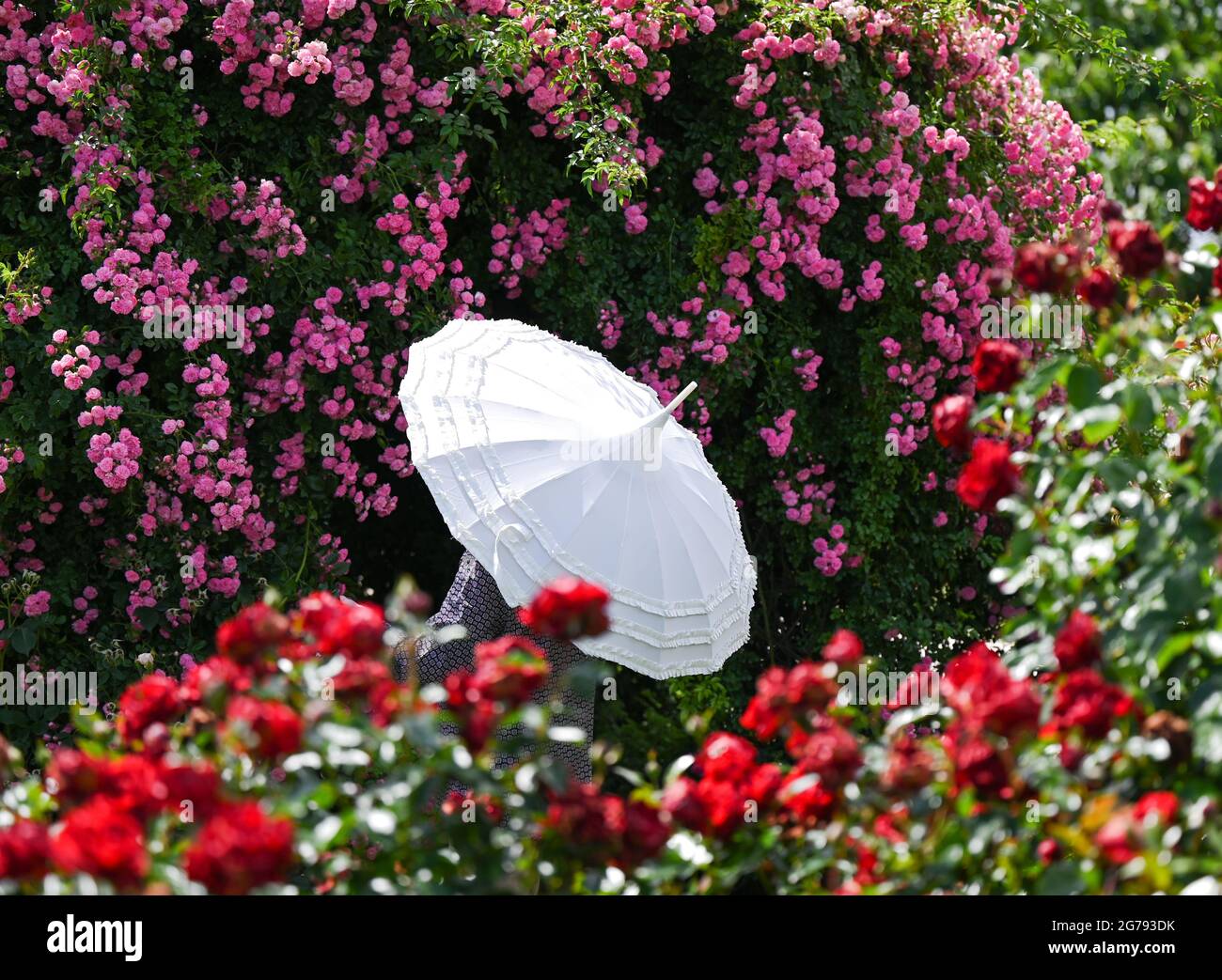 Steinfurth, Germany. 12th July, 2021. A woman protects herself from the ...