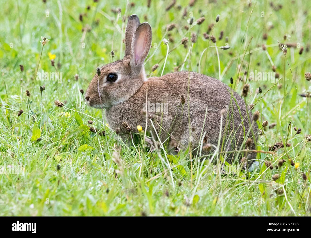 Rabbit (Oryctolagus cuniculus Stock Photo - Alamy