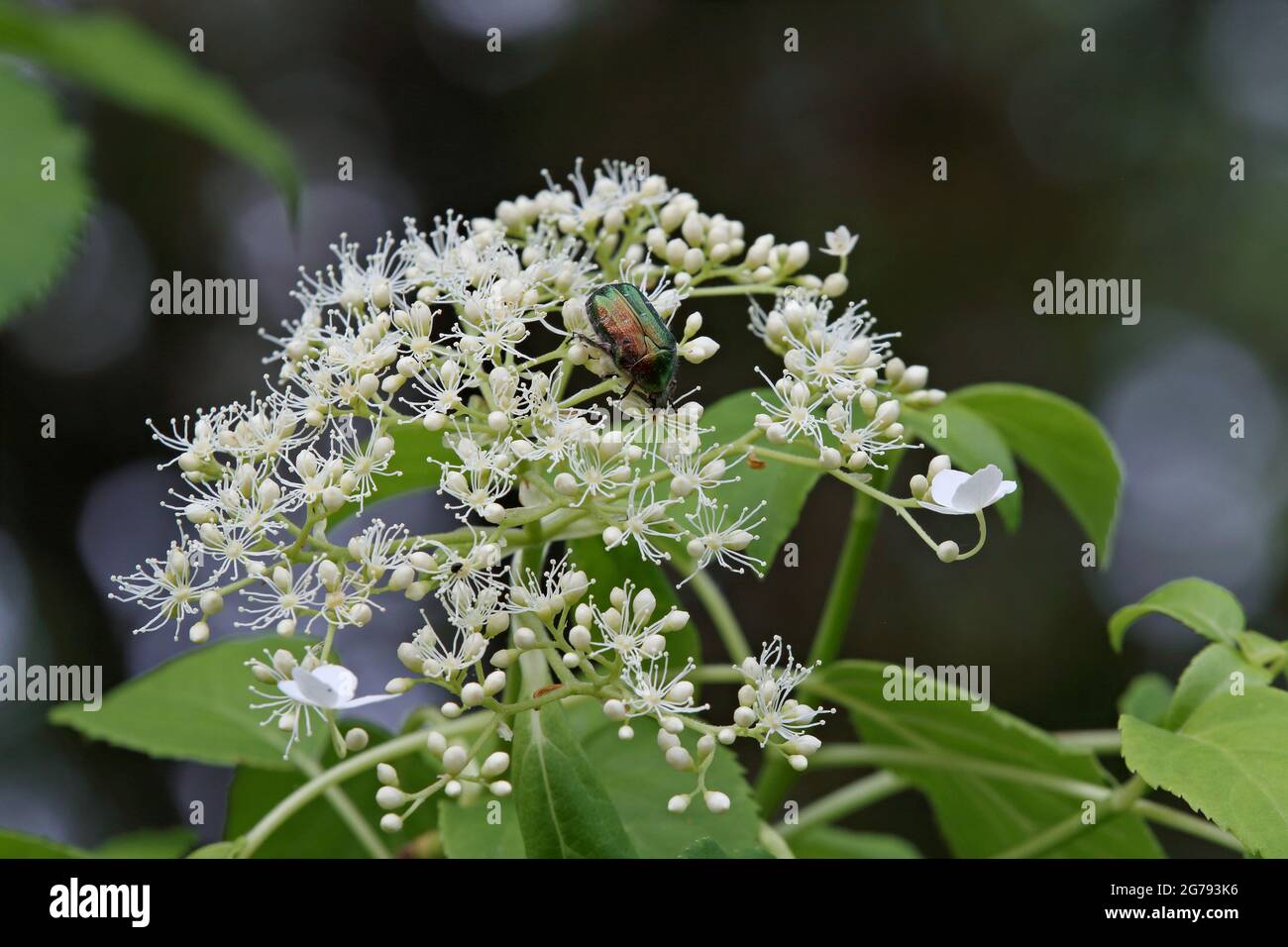 Outdoor insect and flower hi-res stock photography and images - Alamy