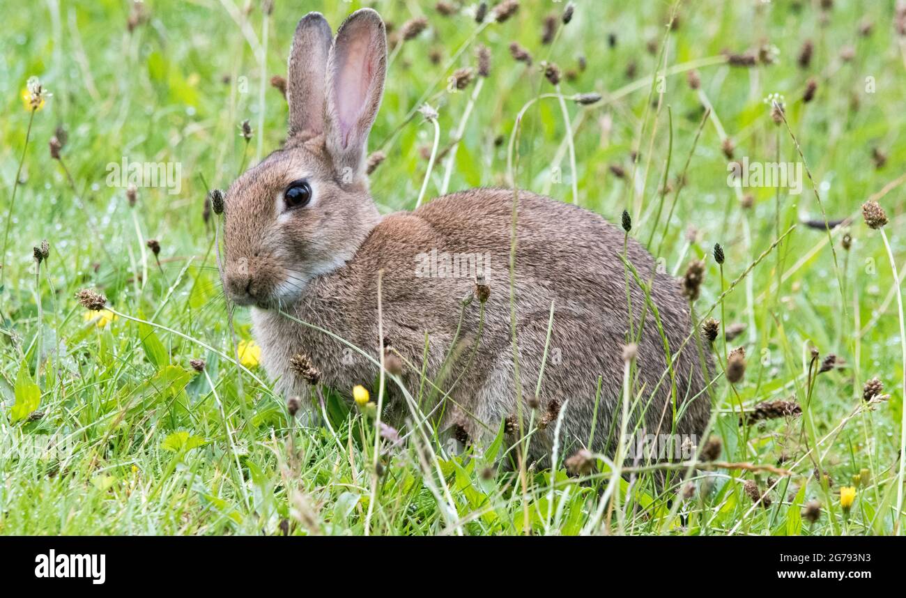 Oryctolagus cuniculus rabbit hi-res stock photography and images - Alamy