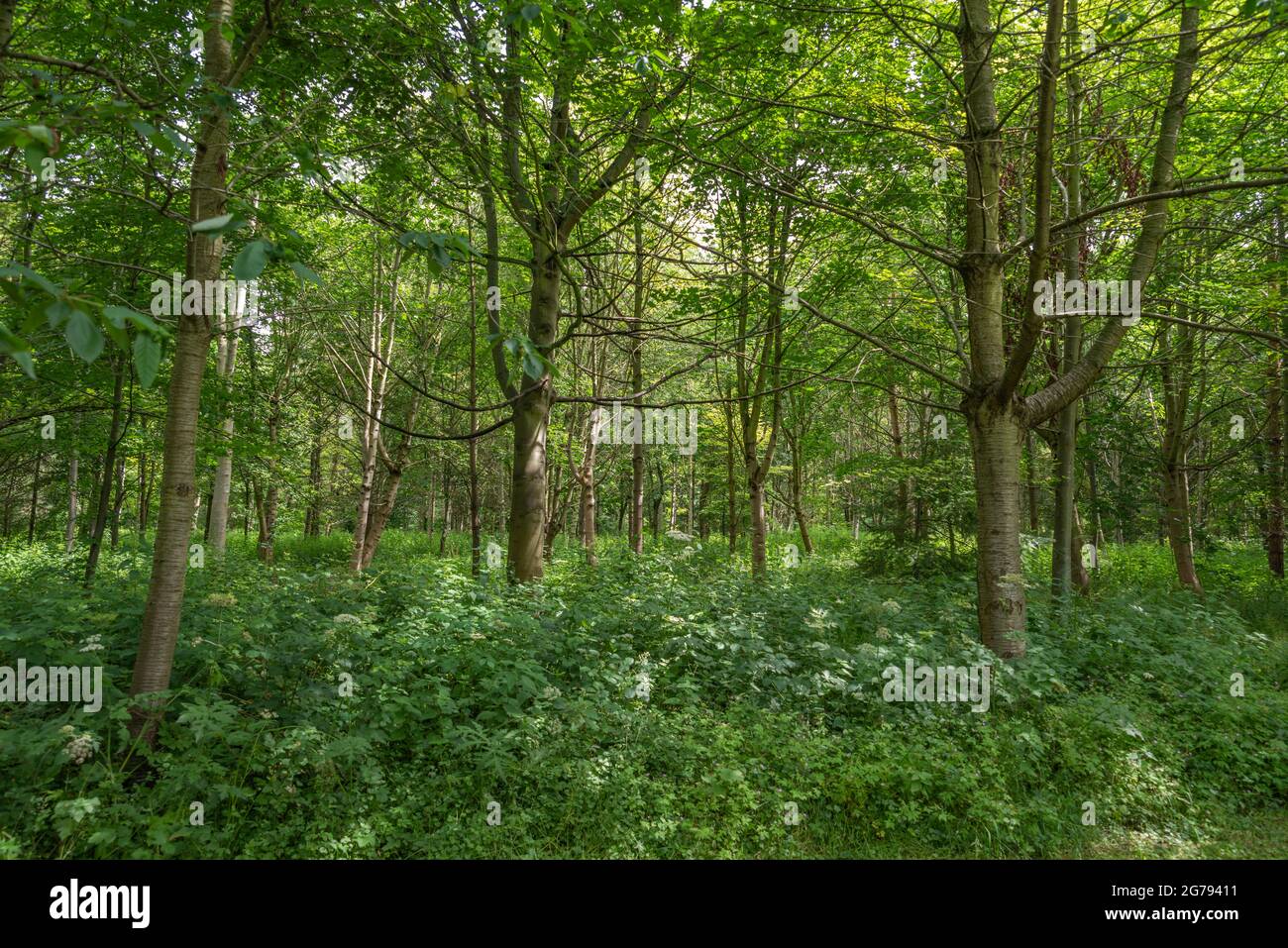 Ancient tree small canopy hi-res stock photography and images - Alamy