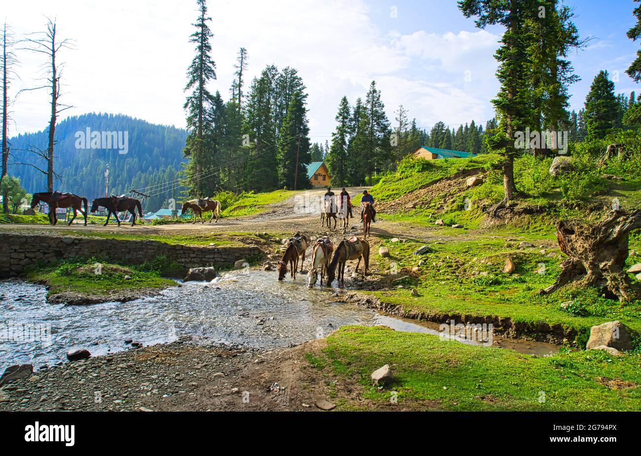 Kashmir gulmarg summer hi-res stock photography and images - Alamy