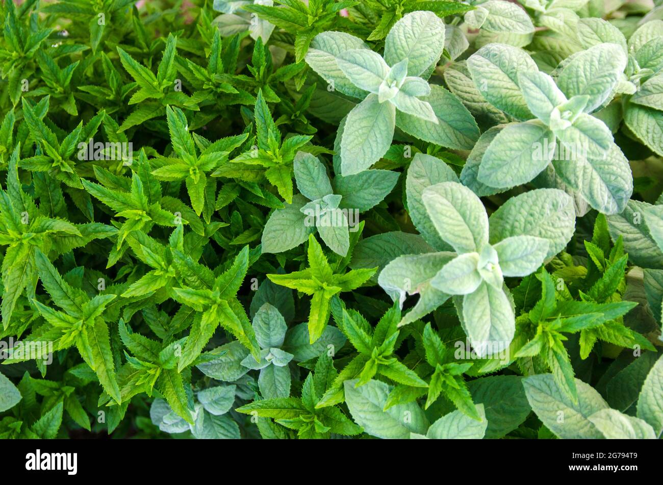 Different types and varieties of mint grow in the garden. Natural ...