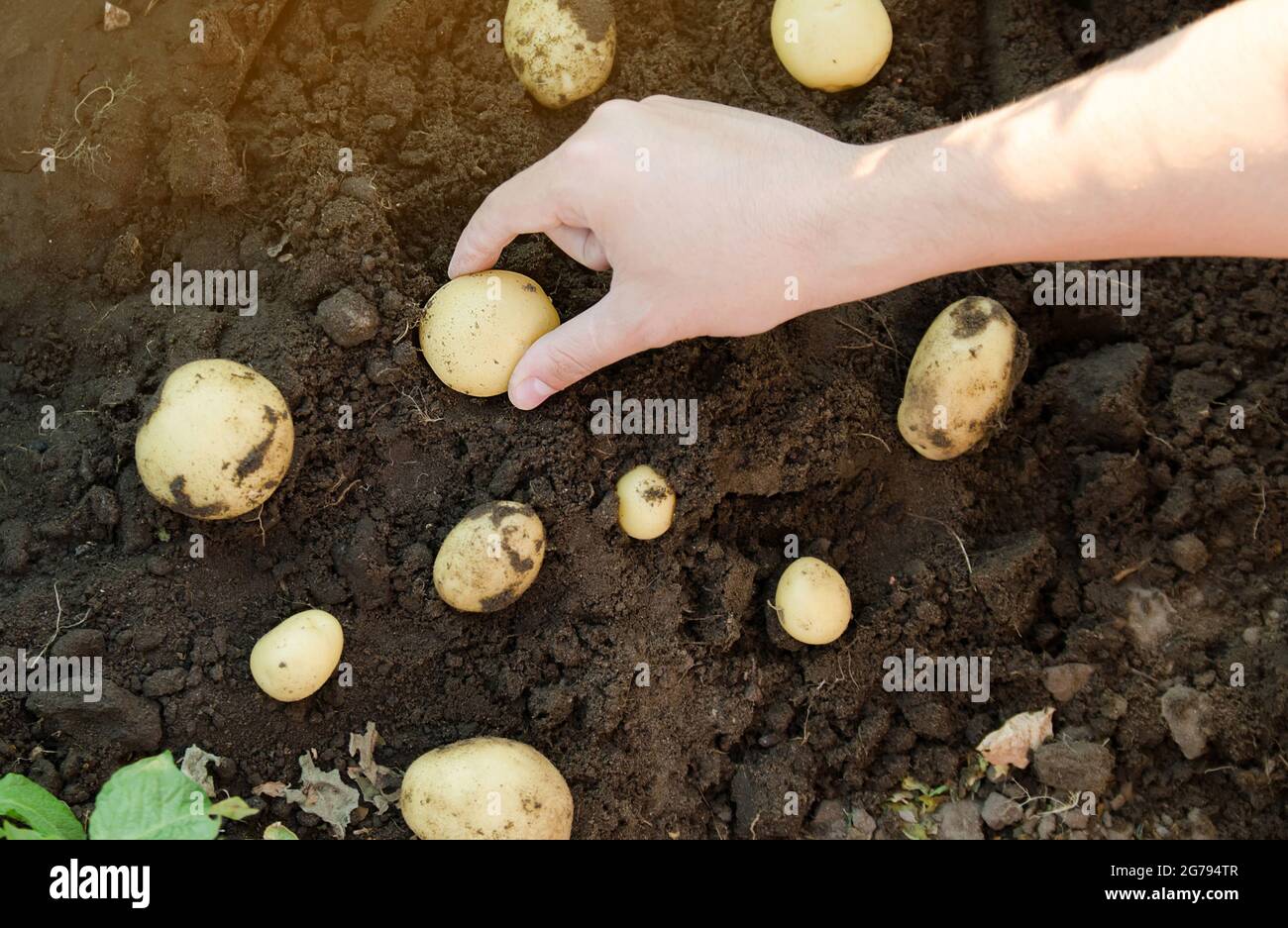 Farmer holds freshly picked potatoes in the field. Harvesting, harvest ...