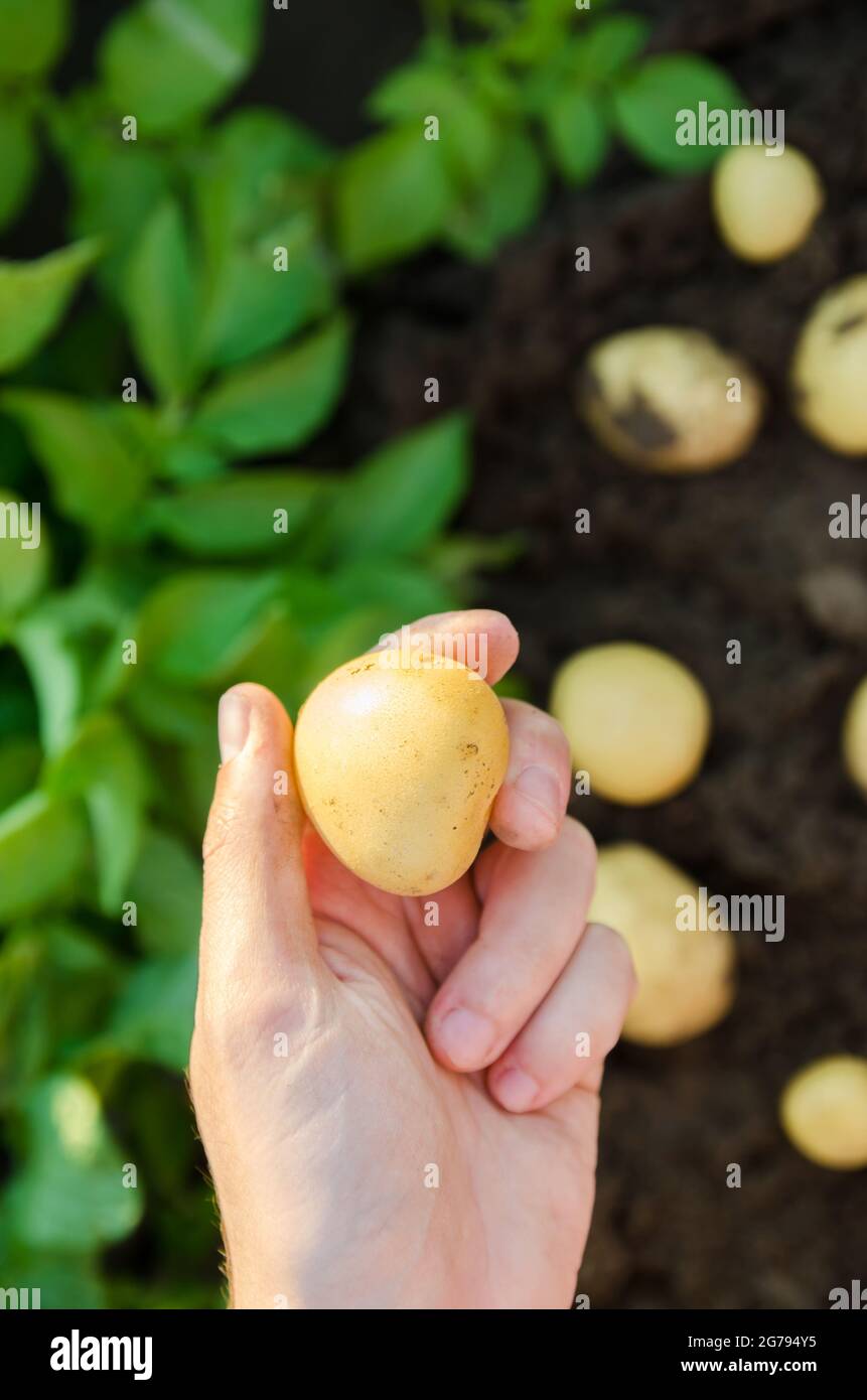 Farmer holds freshly picked potatoes in the field. Harvesting, harvest ...
