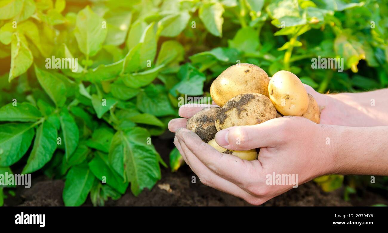 Farmer holds freshly picked potatoes in the field. Harvesting, harvest ...