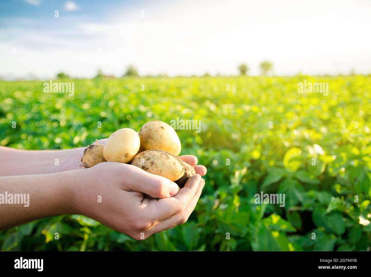 Fresh young potatoes in the hands of a farmer on the background of ...