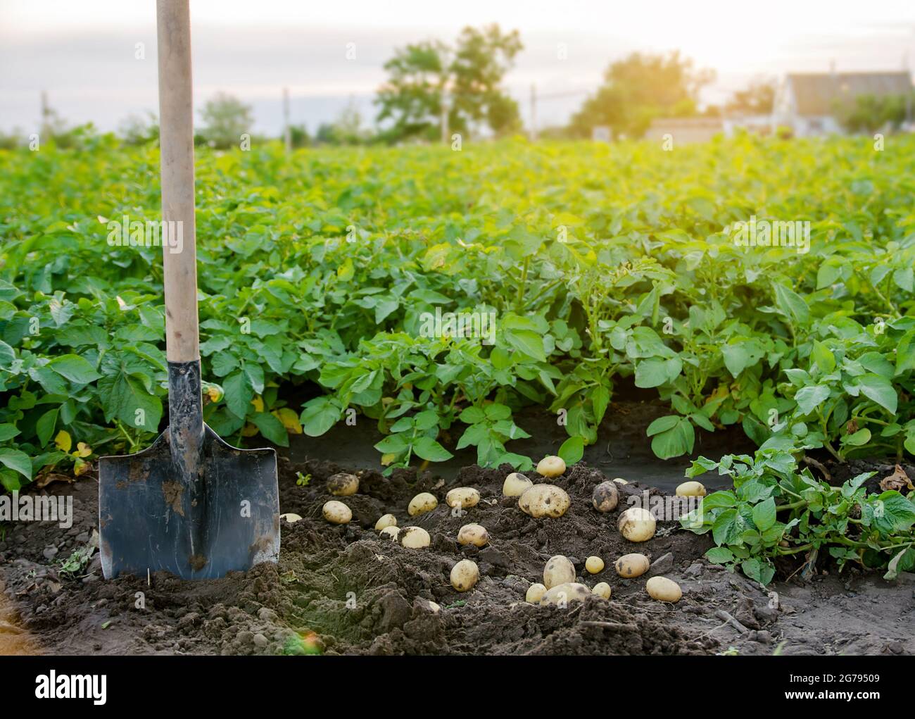 Potato Shovel