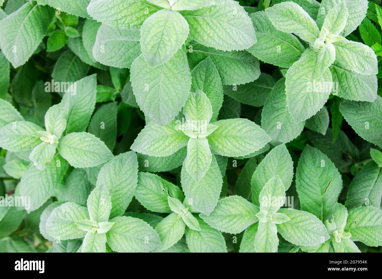 Fresh leaves of green young silver mint grow in the garden. Natural ...