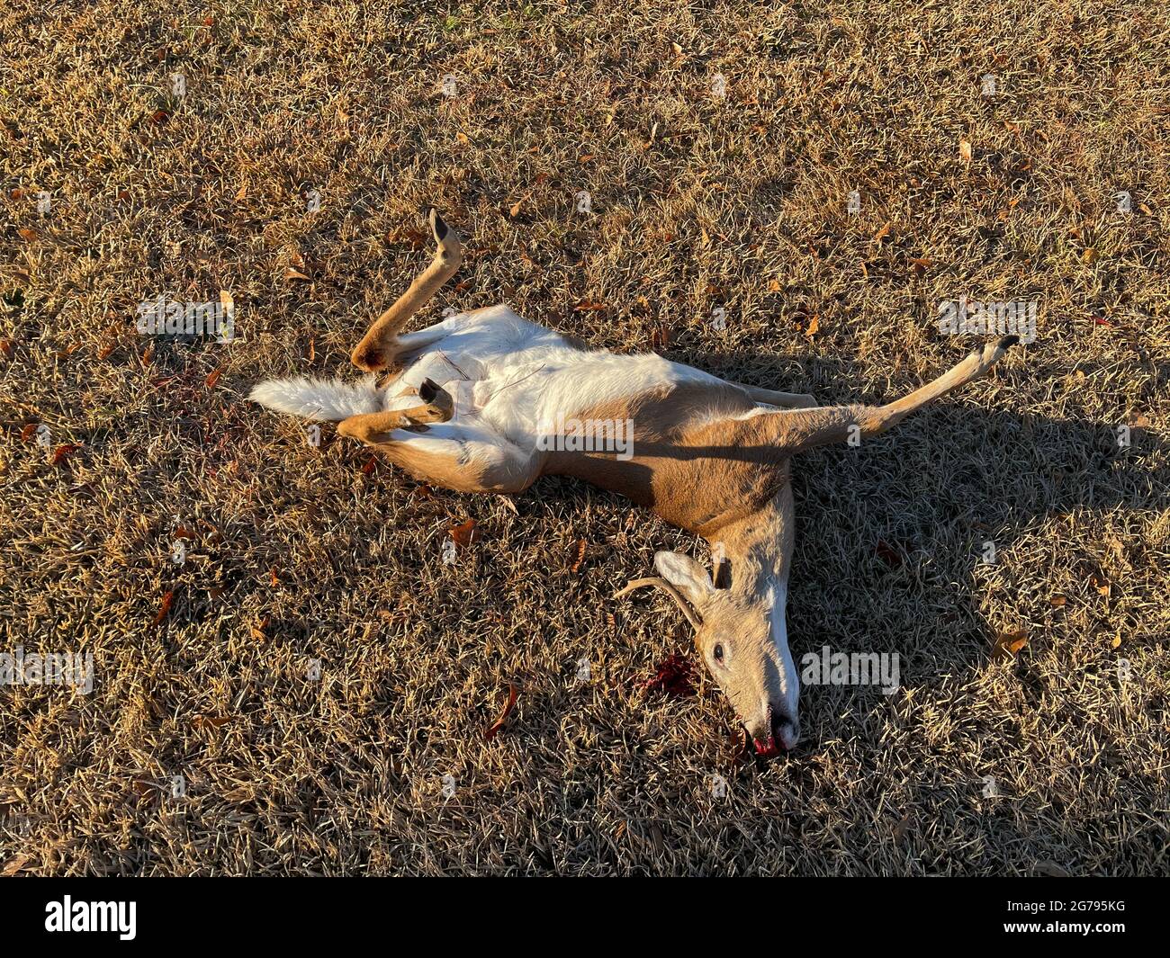 Roadkill Body of a dead deer with blood in the Fall in rural Georgia ...