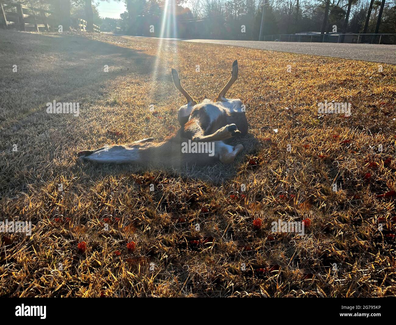 Roadkill Body of a dead deer with blood and road in the Fall in rural ...