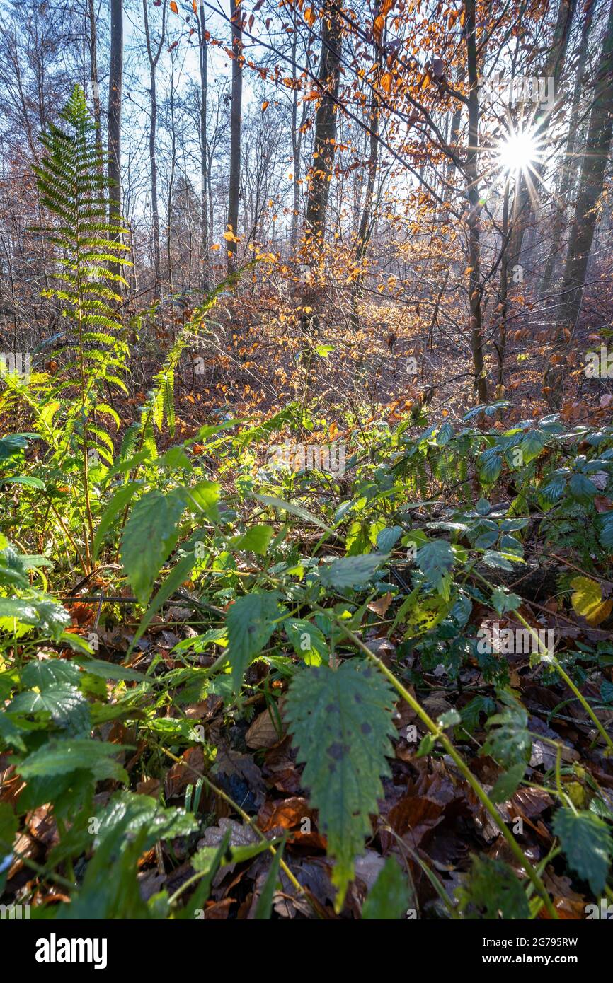 Botnang stuttgart hi-res stock photography and images - Alamy