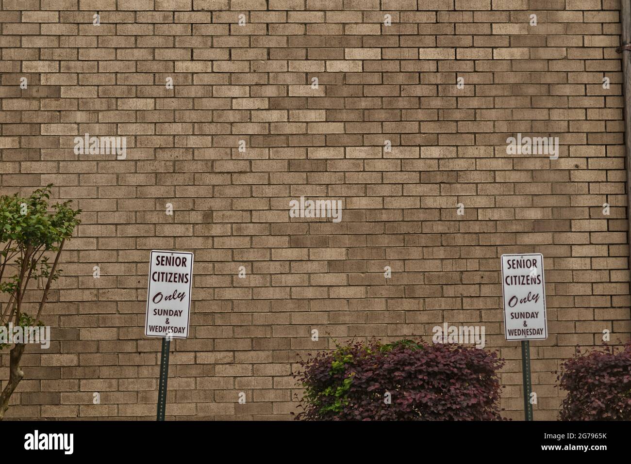 Seniors only parking signs and brick wall with bushes Stock Photo - Alamy
