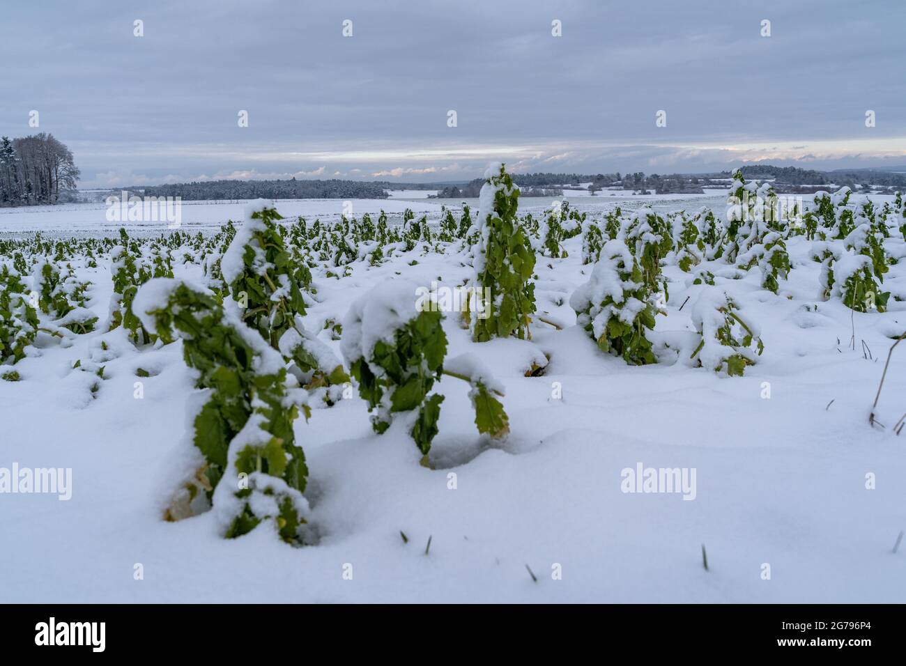 Aidlingen hi-res stock photography and images - Alamy