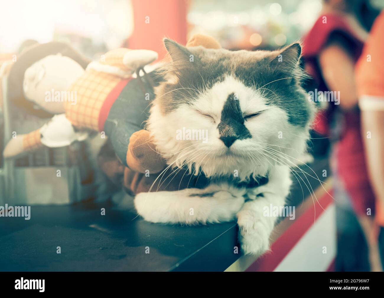 Lonely fatty Cute Cat a vintage color effect,with Sun light in soft ...