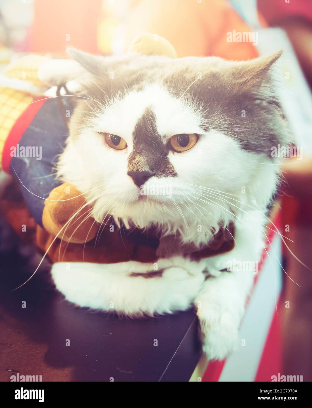 Lonely fatty Cute Cat a vintage color effect,with Sun light in soft ...