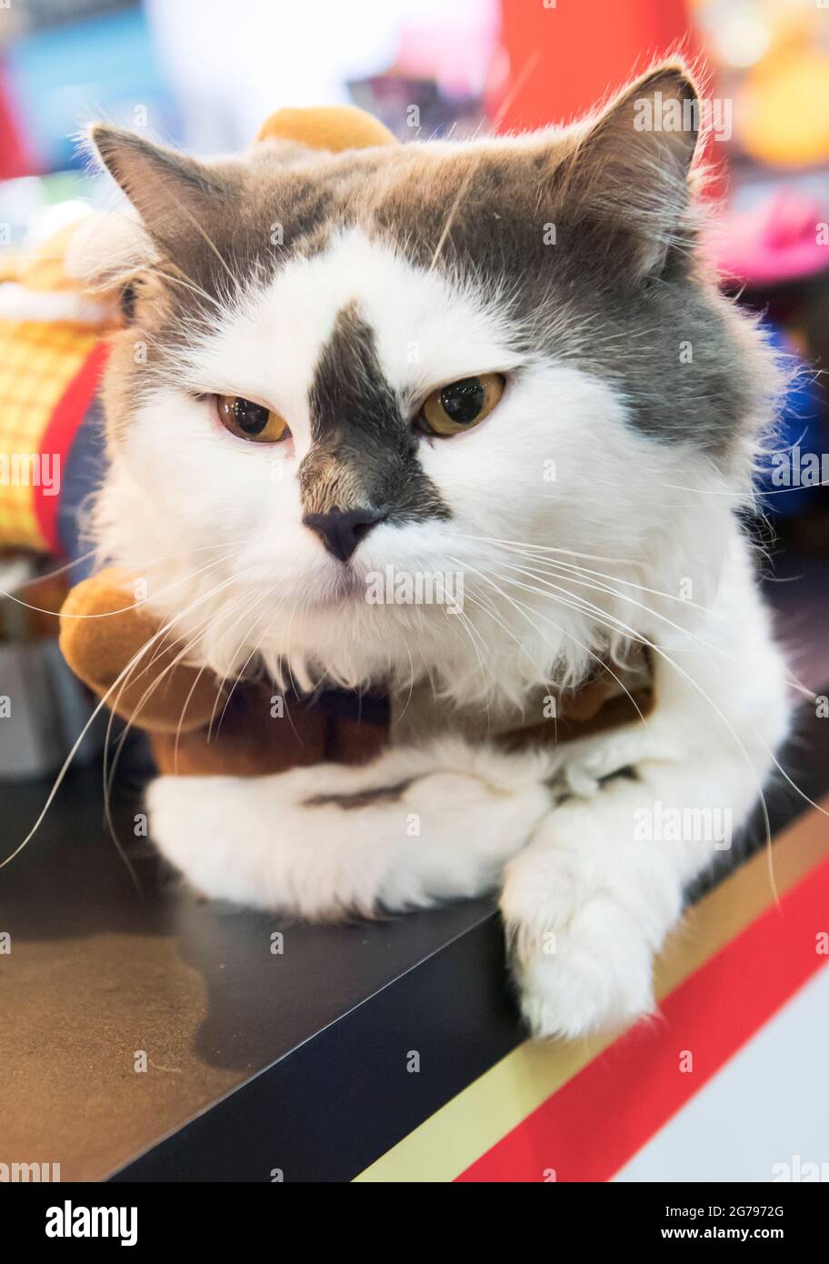 Lonely fatty Cute Cat a vintage color effect,with Sun light in soft ...