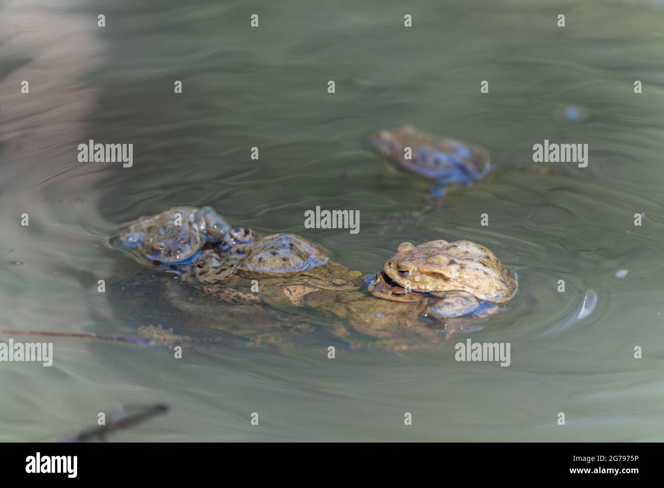 Rival male common toads during the spawning season hi-res stock ...