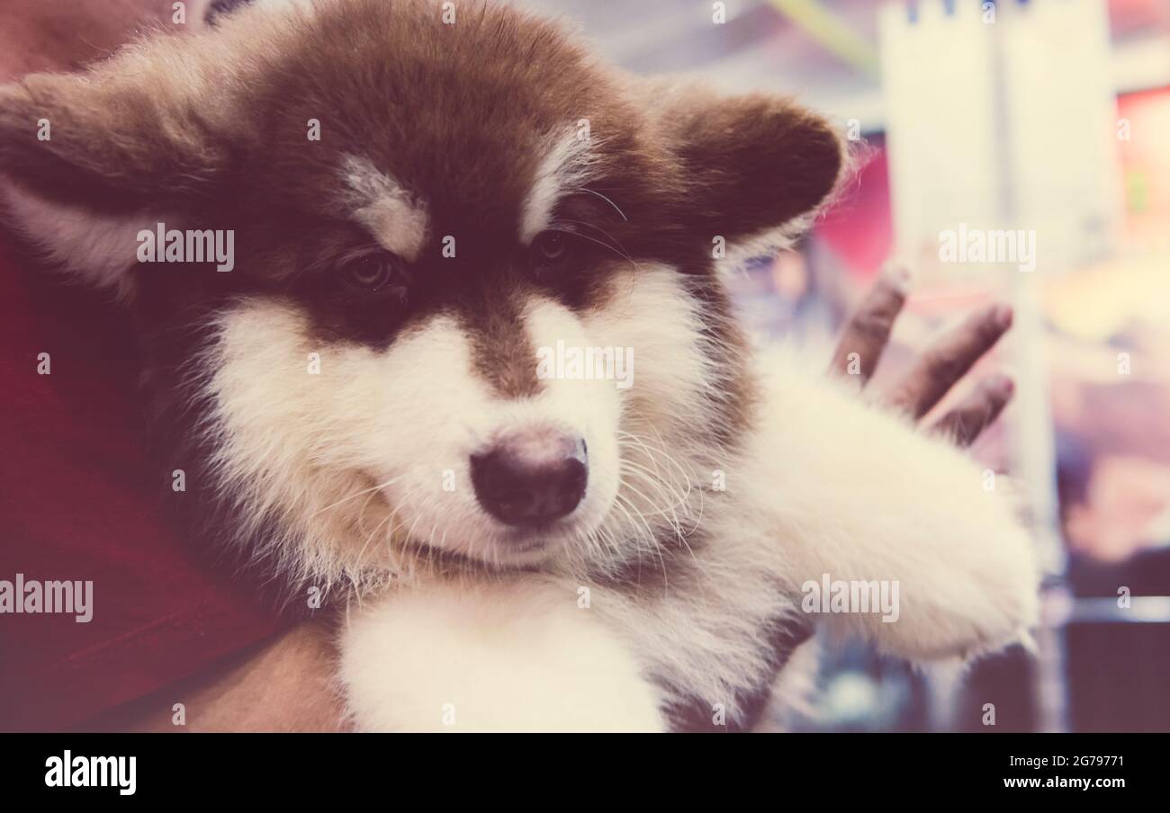 In selective focus of Adorable puppy dog sleeping.Cross processing and ...