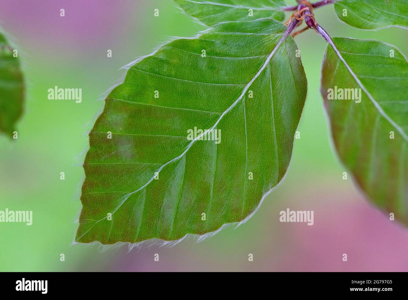 Fagus sylvatica leaf Stock Photo - Alamy