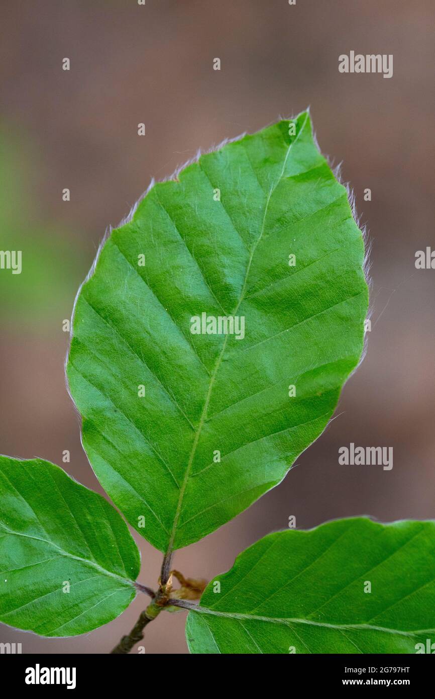 Fagus sylvatica leaf Stock Photo - Alamy