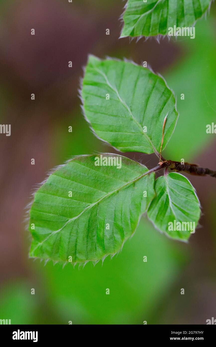 Fagus sylvatica leaf Stock Photo - Alamy