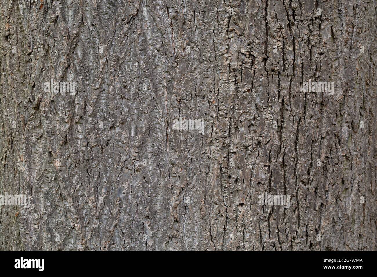 Common lime bark hi-res stock photography and images - Alamy